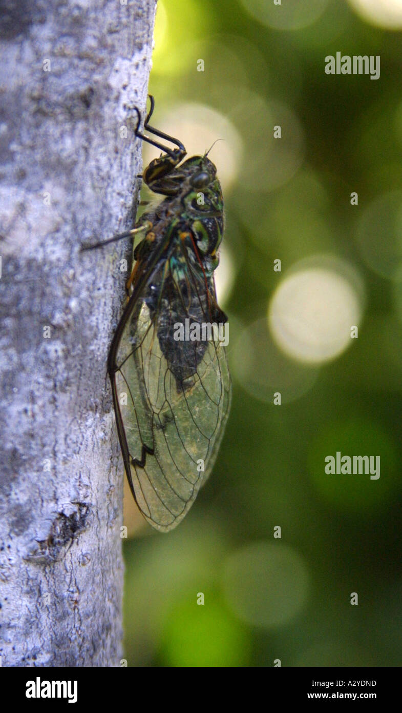 Adult Cicada resting on tree, New Zealand Stock Photo - Alamy
