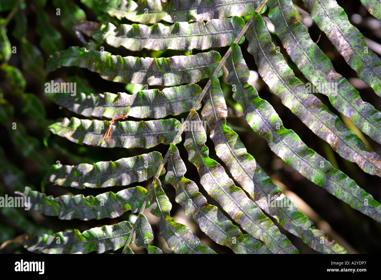 New zealand leaf hi-res stock photography and images - Alamy