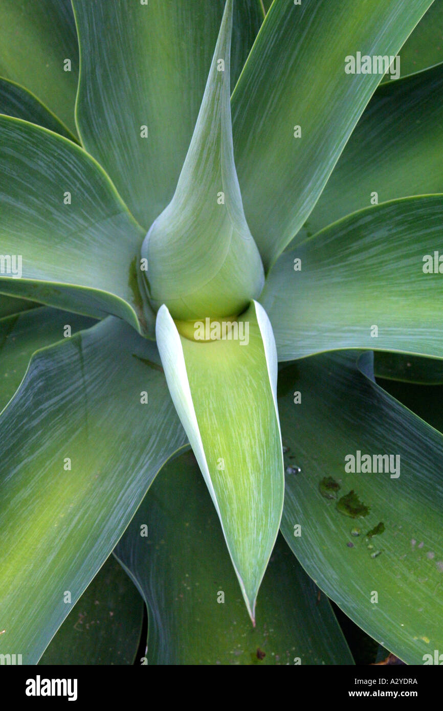 Agave in New Zealand North Island Stock Photo - Alamy