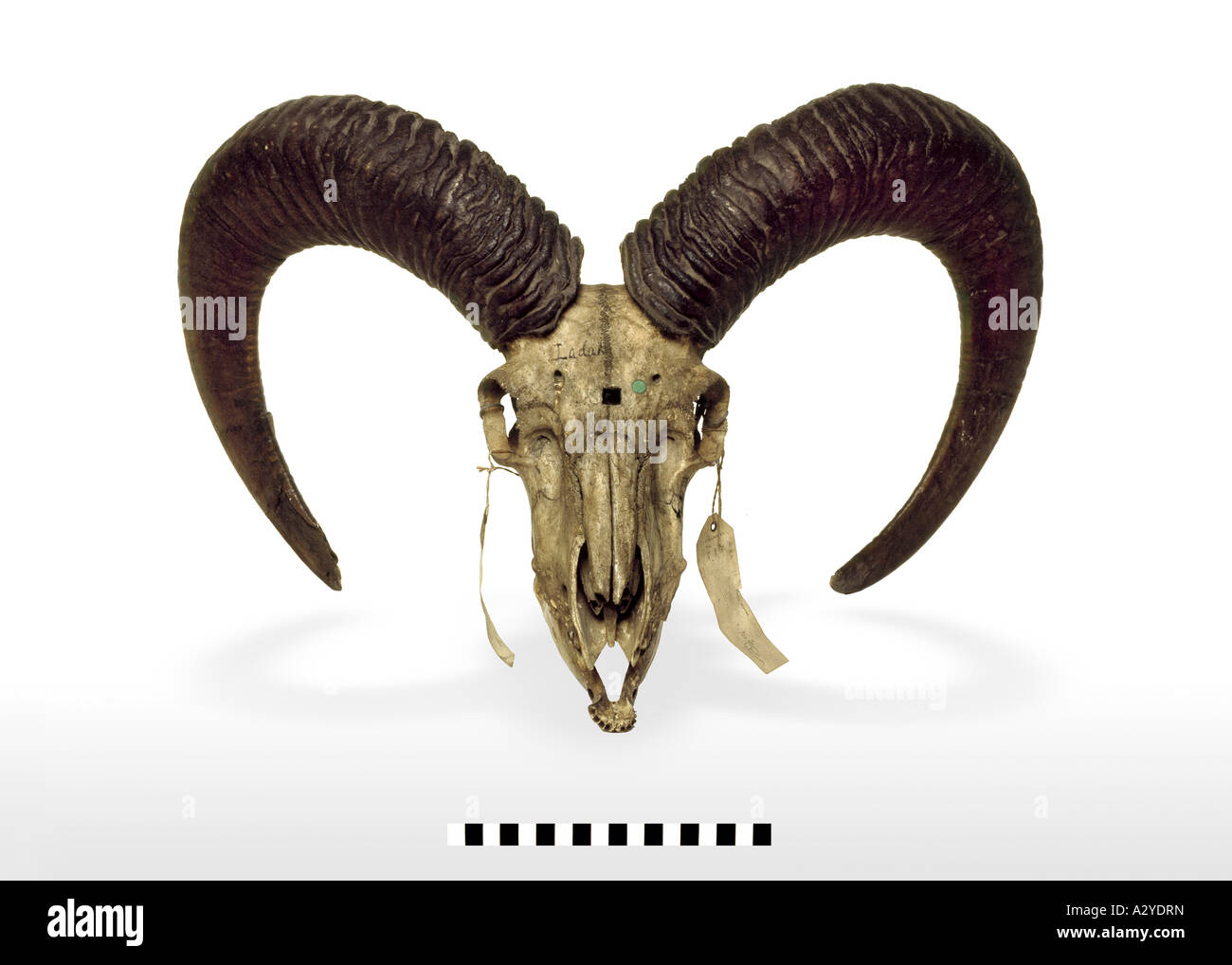 Urial Sheep High Resolution Stock Photography and Images - Alamy