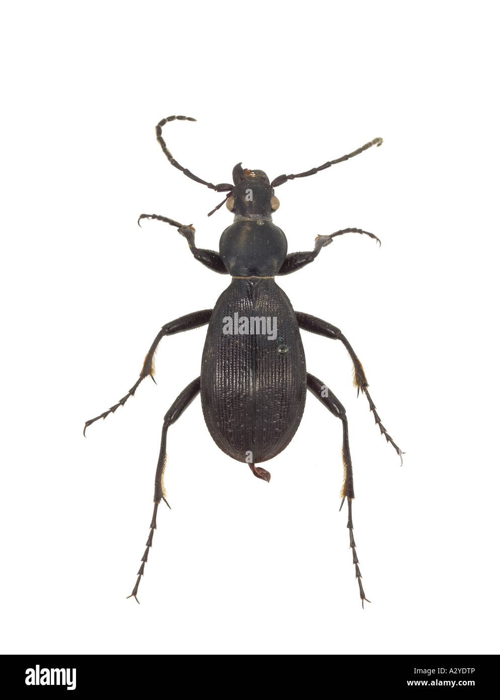 Aplothorax burchelli giant ground beetle Stock Photo - Alamy