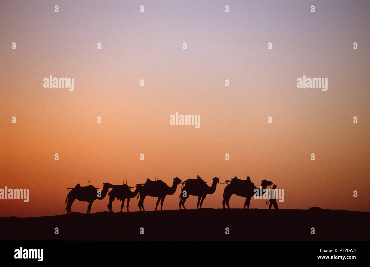 Camel train china hi-res stock photography and images - Alamy