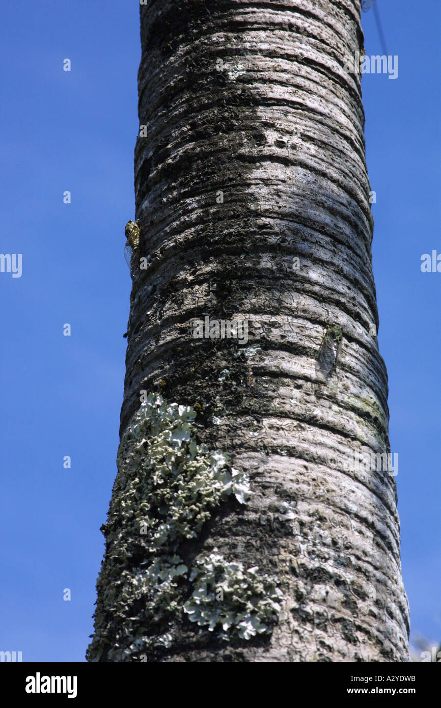 Palm tree trunk with Cicadas, new Zealand Stock Photo - Alamy