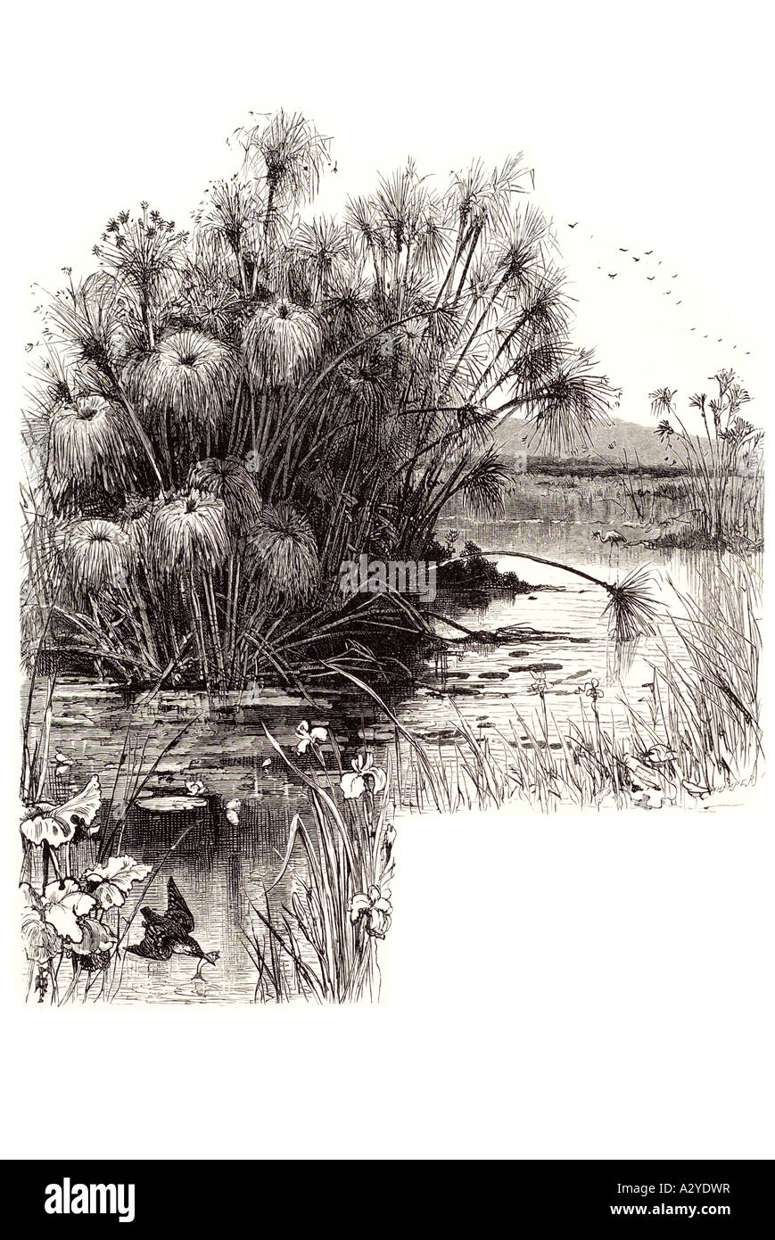 The papyrus collection hi-res stock photography and images - Alamy