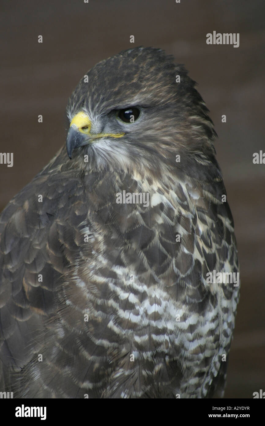 Common Buzzard, Buteo buteo Stock Photo - Alamy