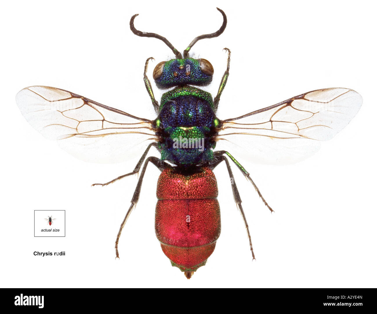 Chrysis rudii ruby tailed wasp Stock Photo - Alamy