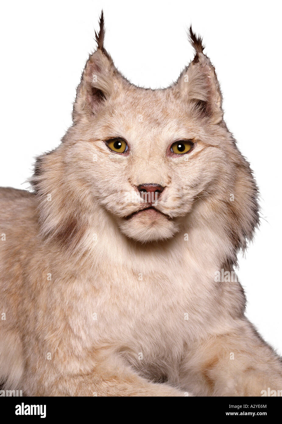 Lynx sp lynx Stock Photo - Alamy