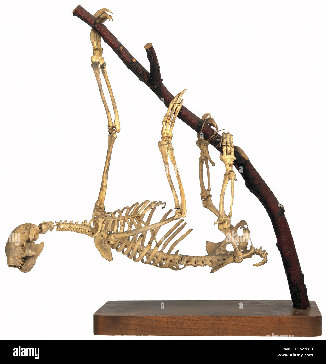 Three Toed Sloth Skeleton