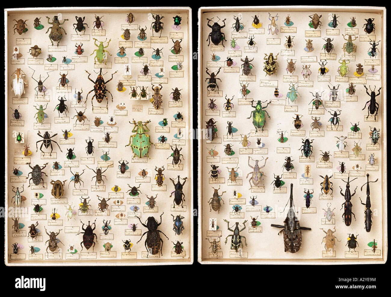 Specimen drawer hi-res stock photography and images - Alamy