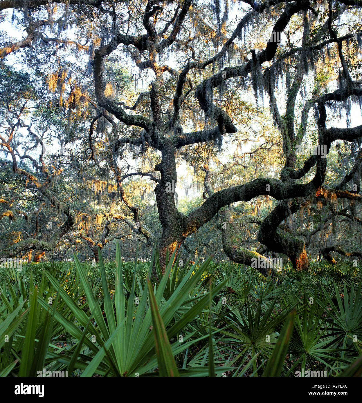 Moss draped live oak hi-res stock photography and images - Alamy
