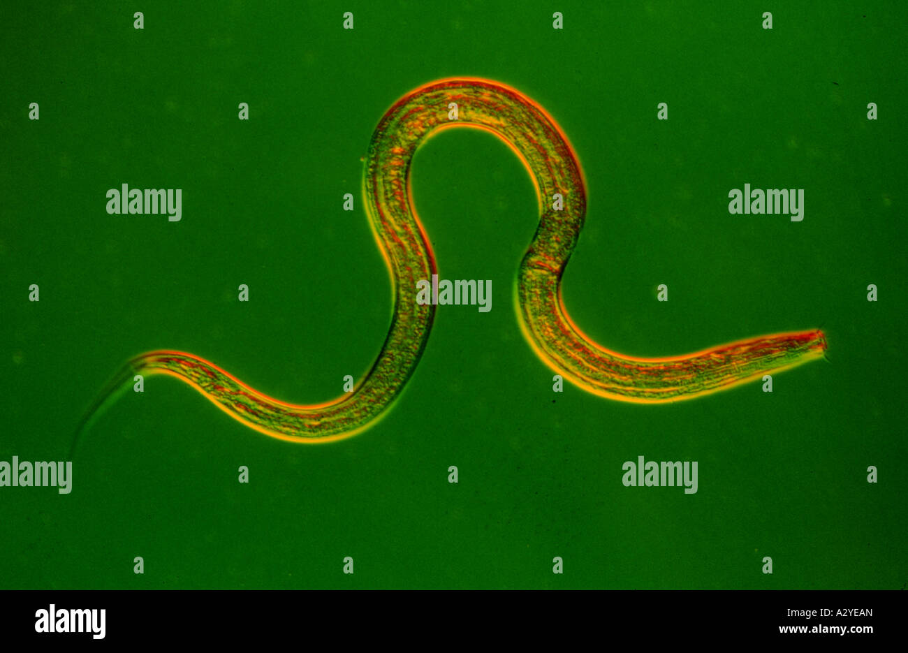 Tobrilos hi-res stock photography and images - Alamy