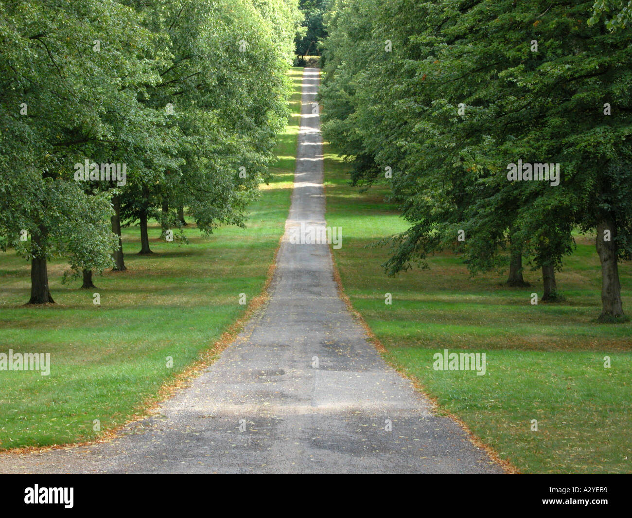 Avenue of trees Stock Photo - Alamy