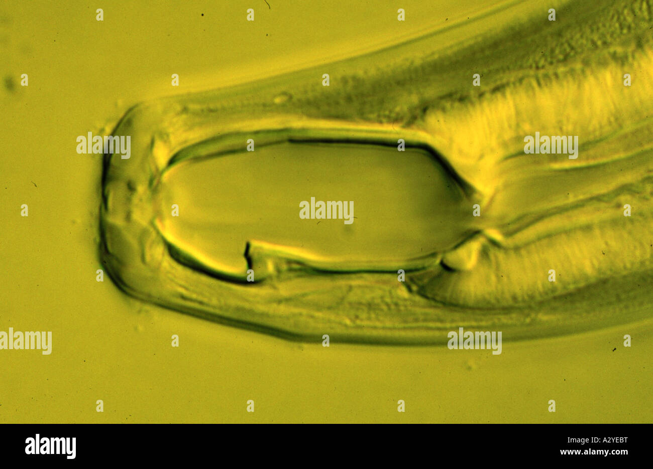 Nematode animal hi-res stock photography and images - Alamy