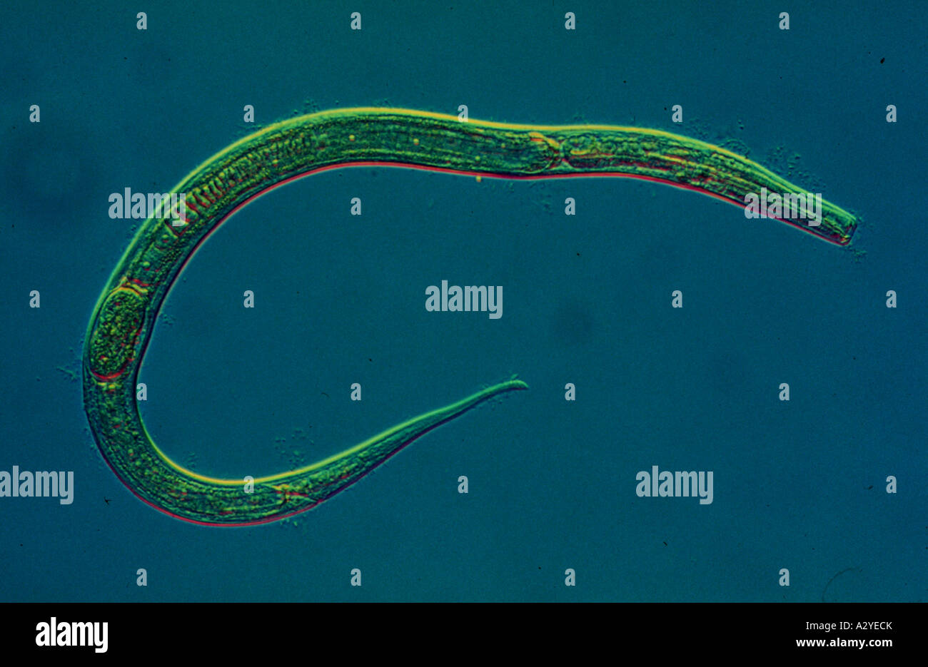 Nematoda hi-res stock photography and images - Alamy