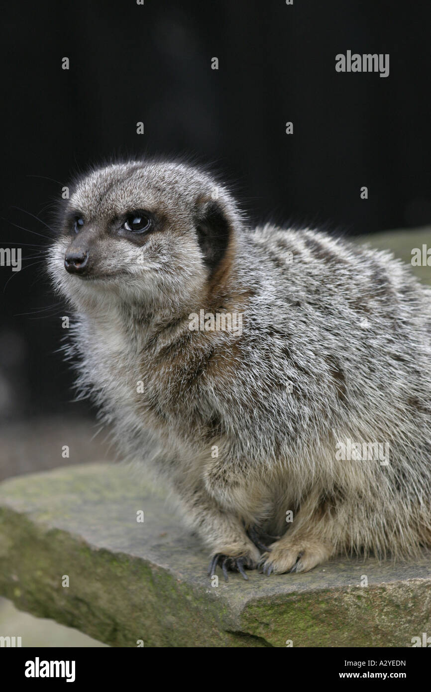 Meerkat in captivity Stock Photo - Alamy