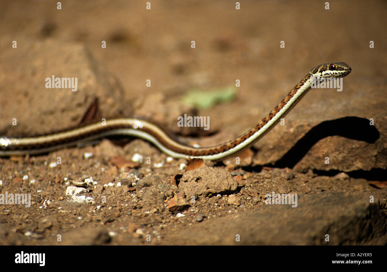 Karoo sand snake Psammophis notostictus Stock Photo - Alamy
