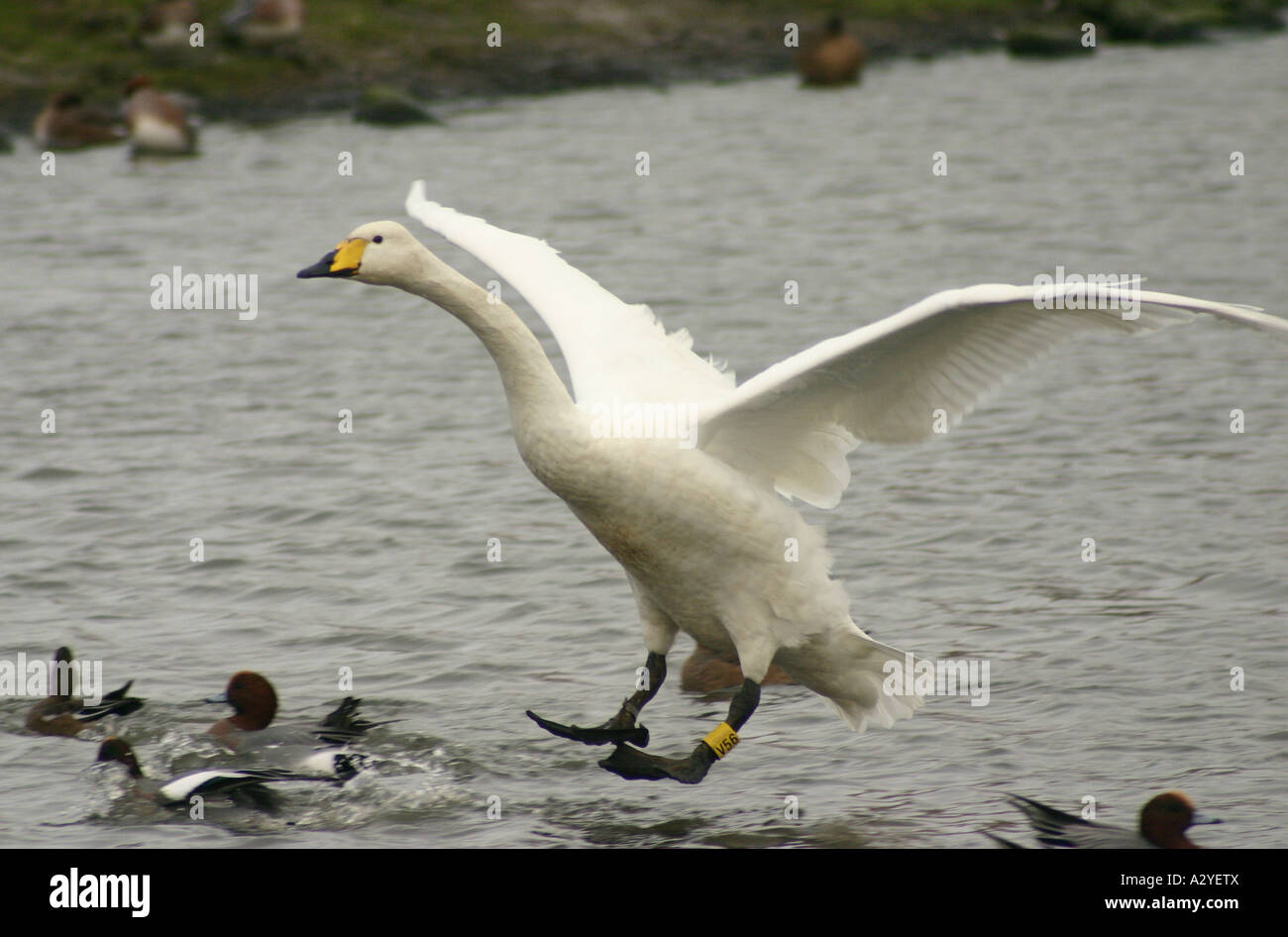 Whooper Swan coming in to land at Caerlaverock Wildfowl and Wetlands ...