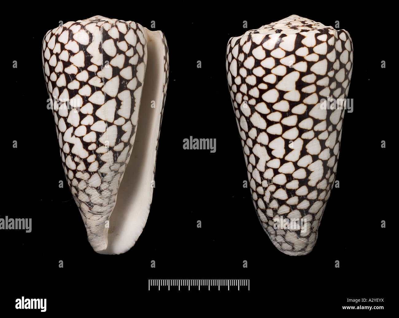 Conus marmoreus cone shell Stock Photo - Alamy