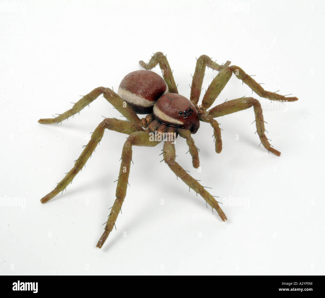 Dolomedes fimbriatus great raft spider model Stock Photo - Alamy
