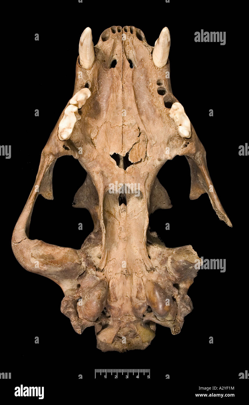 Lion skull london hi-res stock photography and images - Alamy