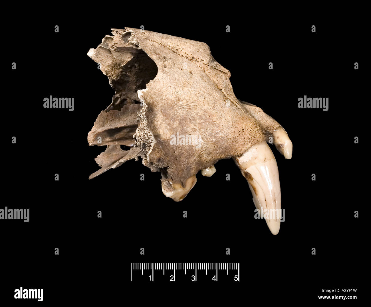 Leopard skull hi-res stock photography and images - Alamy