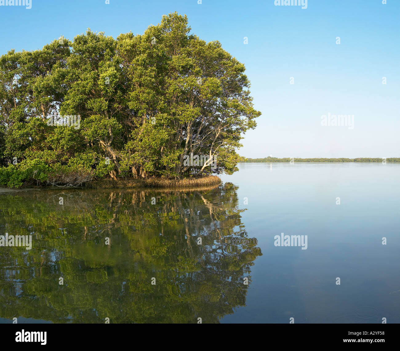 Mangrove regions hi-res stock photography and images - Alamy