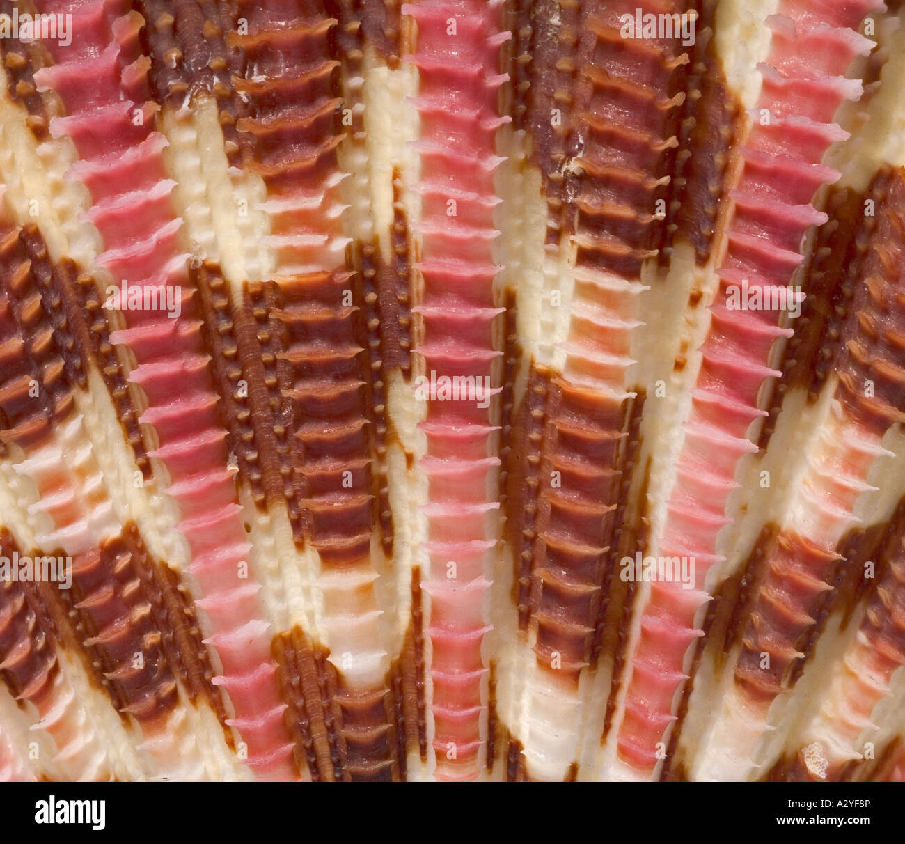 Gloripallium pallium glory scallop Stock Photo - Alamy