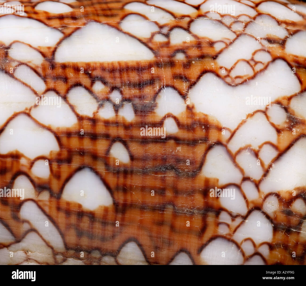 Conus textile shell hi-res stock photography and images - Alamy