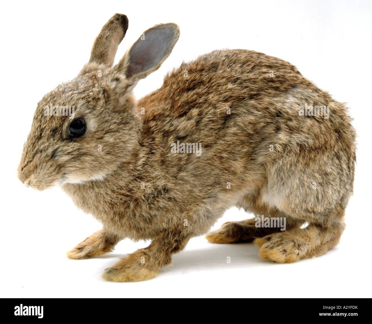 Stuffed specimen Cut Out Stock Images & Pictures - Alamy