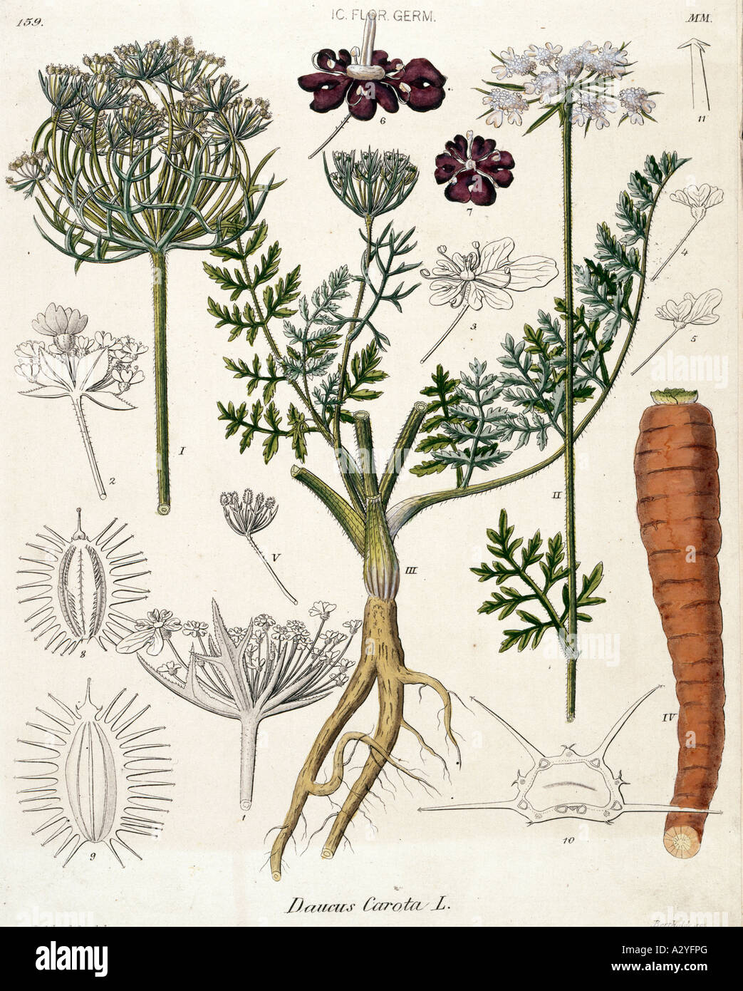 Daucus carota carrot Stock Photo - Alamy