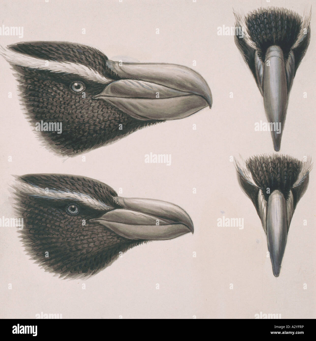 E robustus hi-res stock photography and images - Alamy