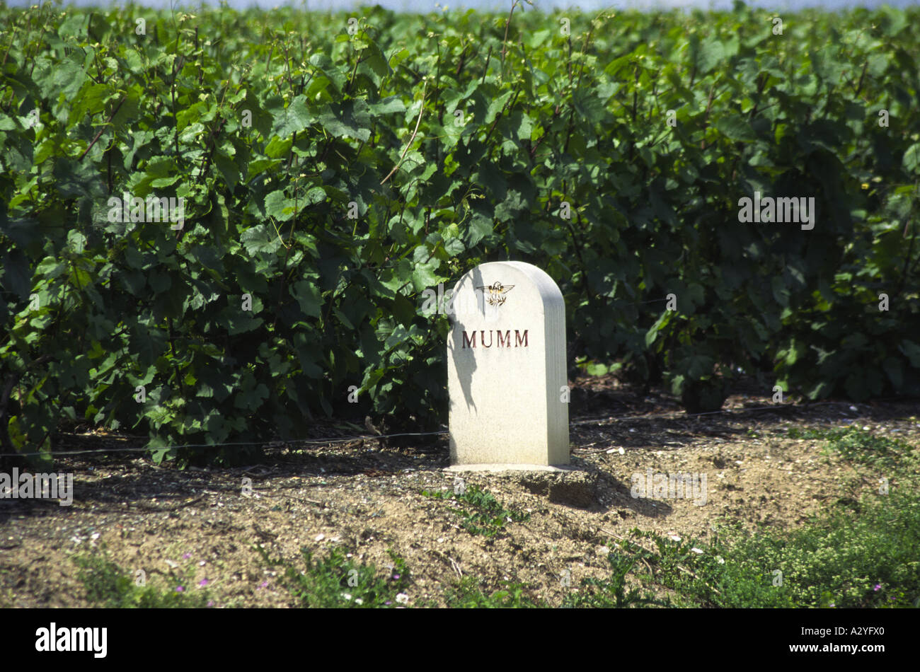 Mumm Champagne France High Resolution Stock Photography and Images - Alamy