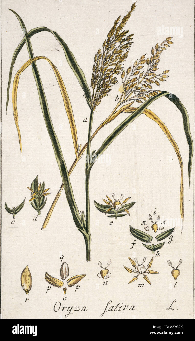 Oryza sativa rice Stock Photo - Alamy