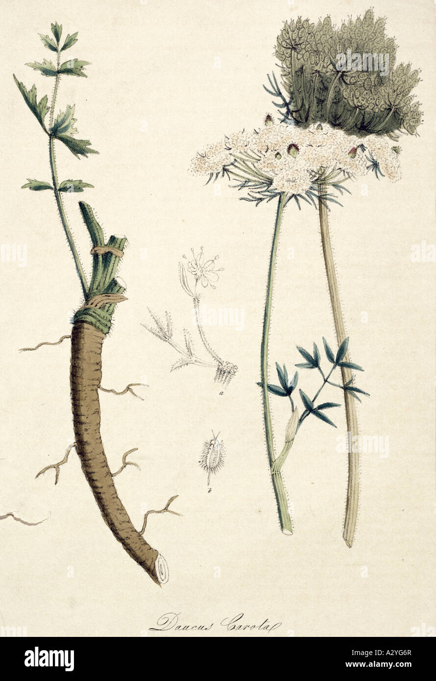 Daucus carota carrot Stock Photo - Alamy