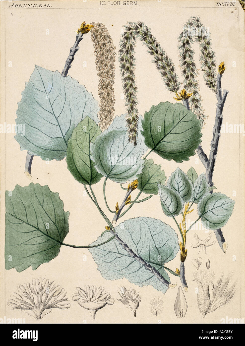 Aspen botanical illustration hi-res stock photography and images - Alamy