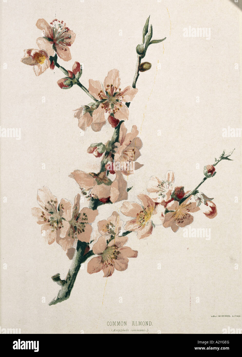 Common almond tree hi-res stock photography and images - Alamy