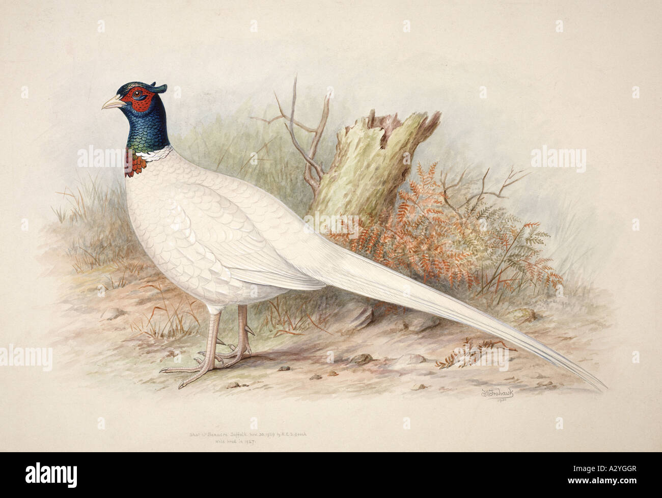White pheasant bird hi-res stock photography and images - Alamy