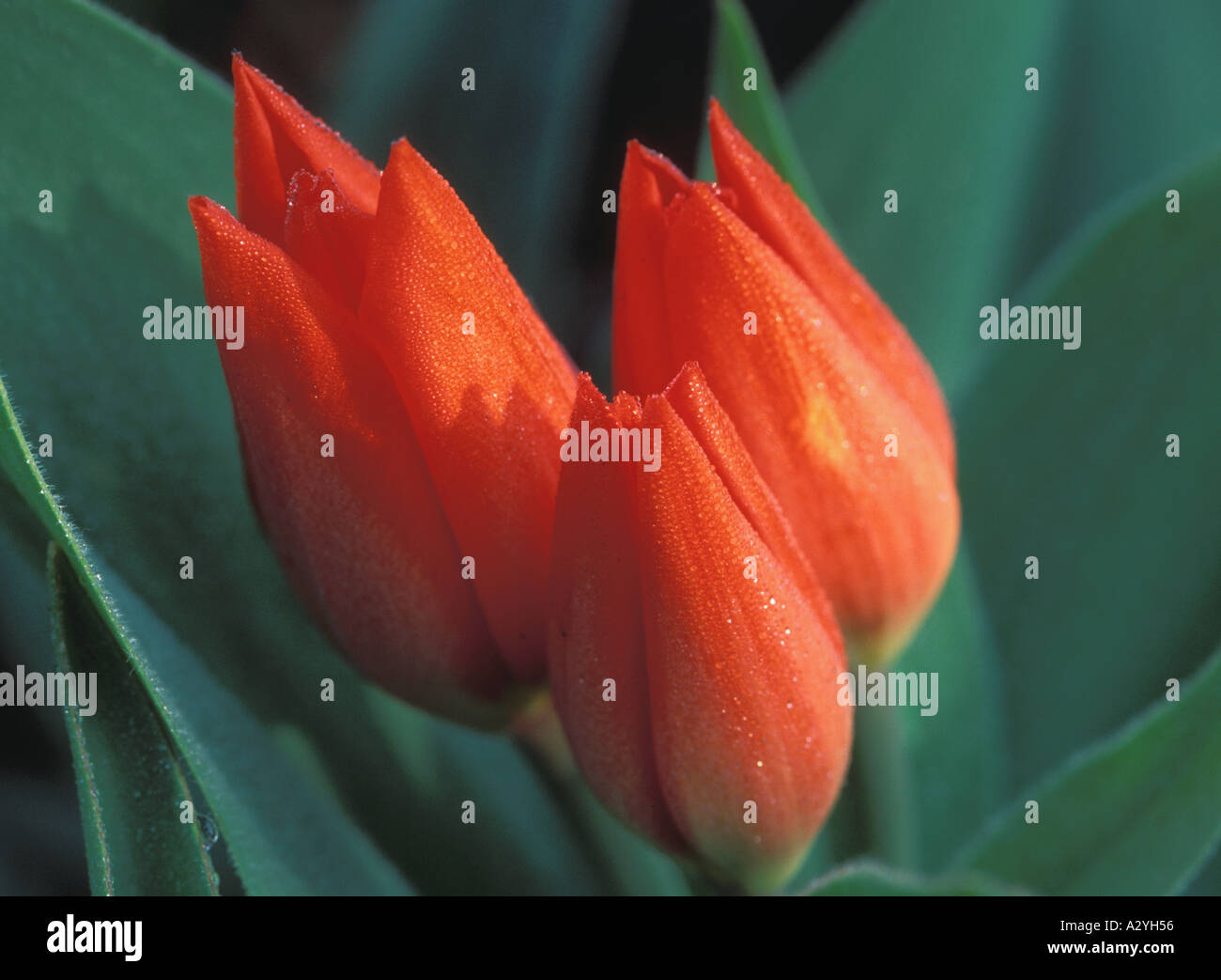 Three red tulip buds Tulipa Stock Photo - Alamy