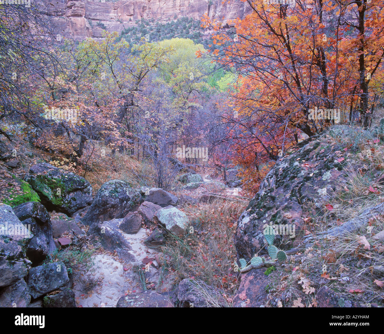 Autumn ravine in Zion Canyon Stock Photo - Alamy