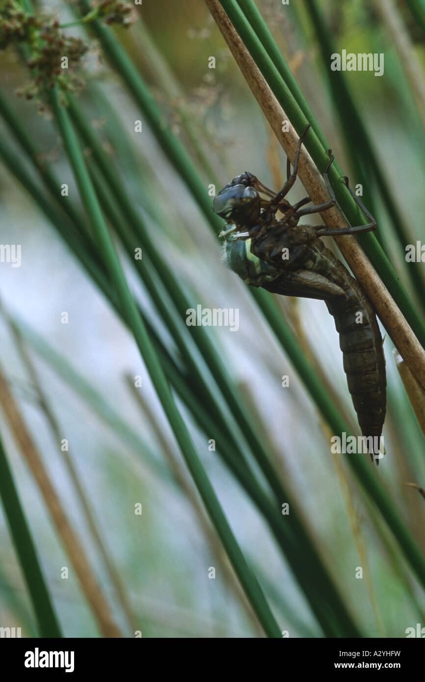 Common Hawker Dragonfly (Aeshna juncea) emergence sequence 3. Thorax of ...