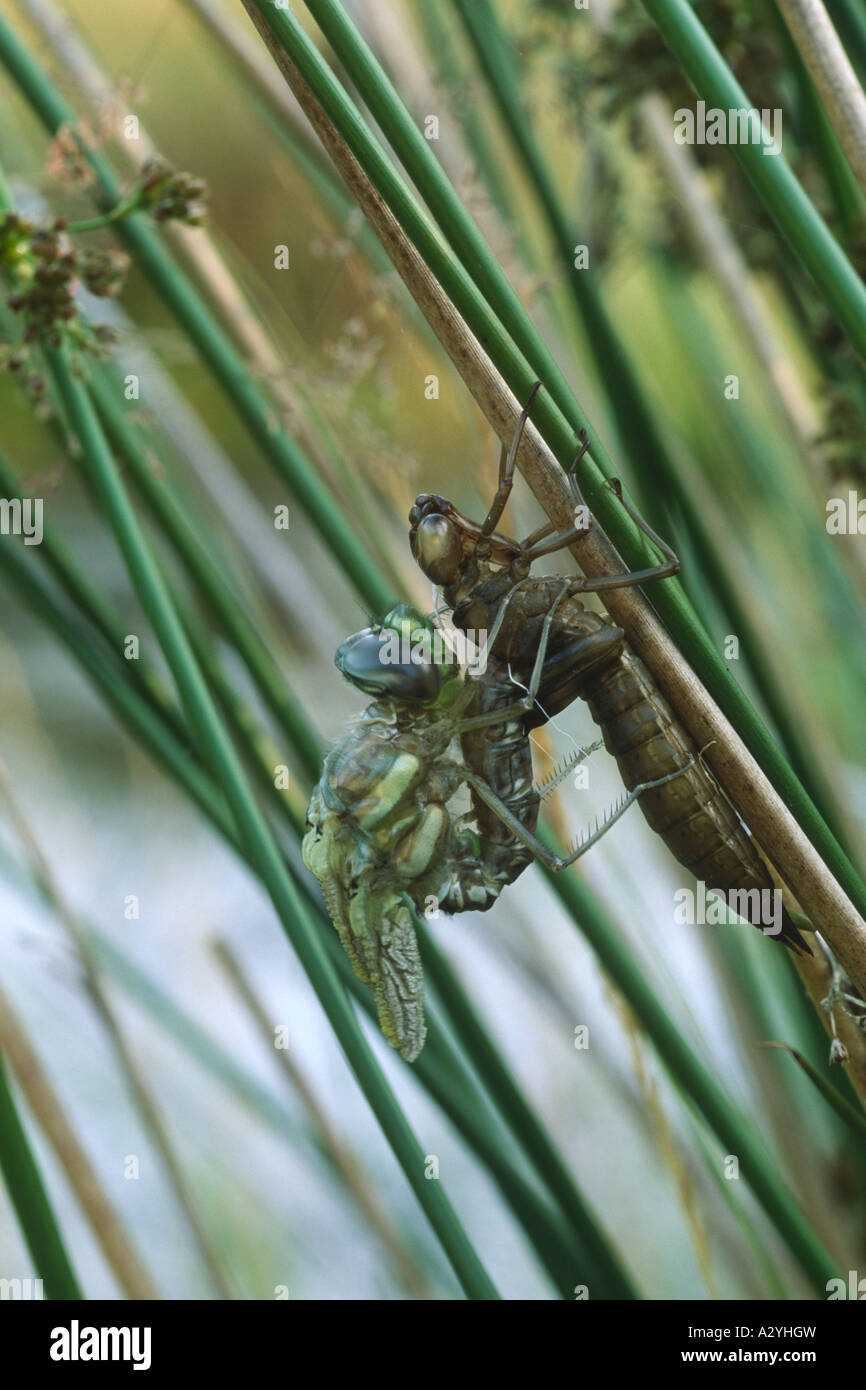 Common Hawker Dragonfly (Aeshna juncea) emergence sequence 7. The ...