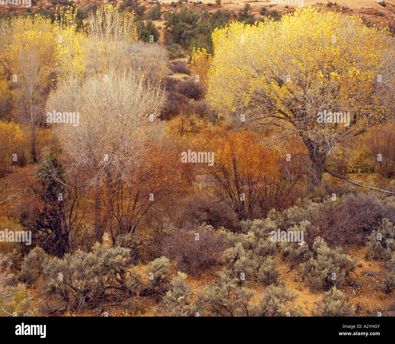Backlit autumn foliage along Deer Creek Stock Photo - Alamy