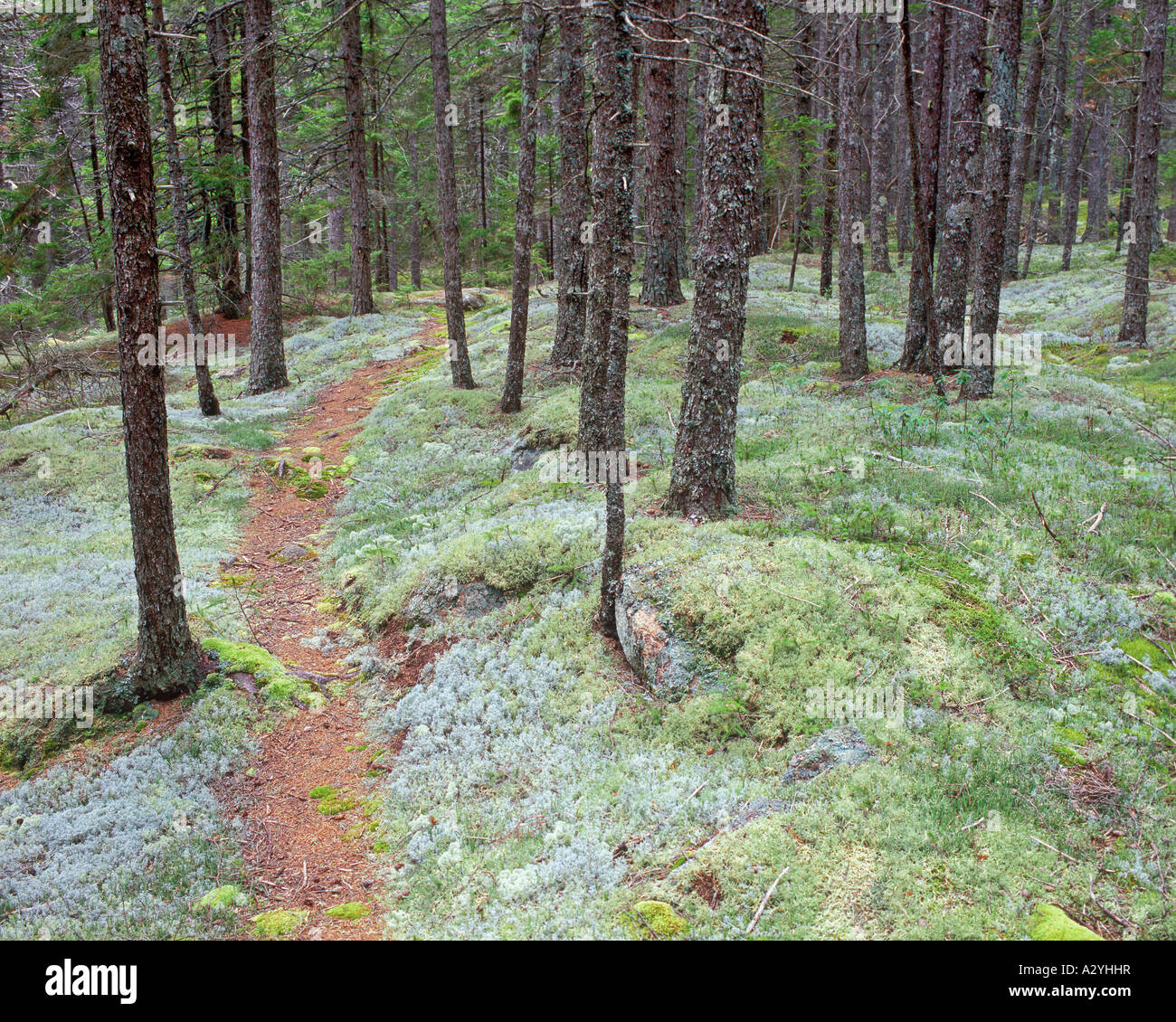 Forest path through lichen and moss covered forest floor at Pretty ...