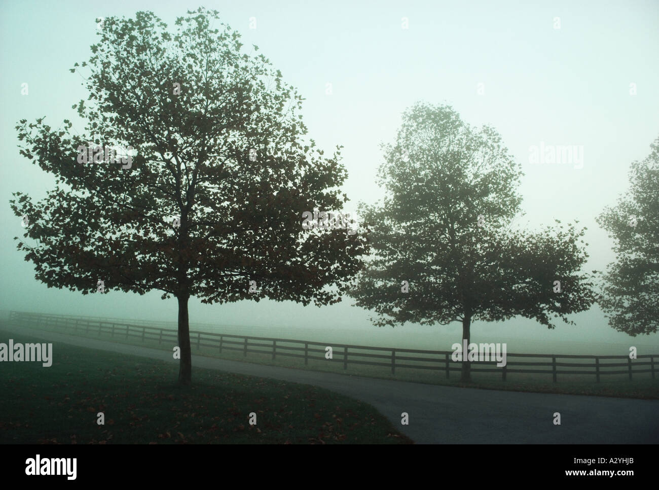 Trees by field in mist Stock Photo - Alamy