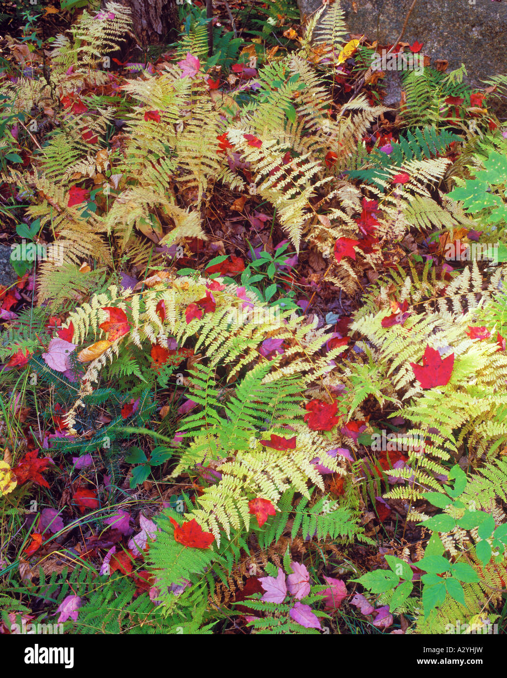 Ferns and autumn maple leaves Stock Photo - Alamy