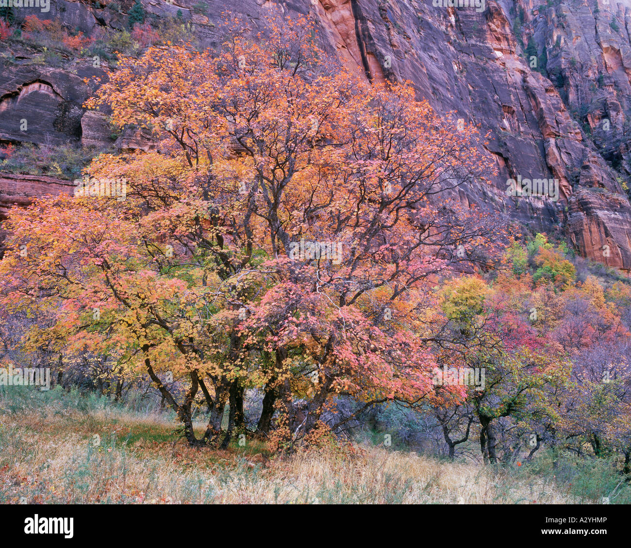 Riotous foliage hi-res stock photography and images - Alamy
