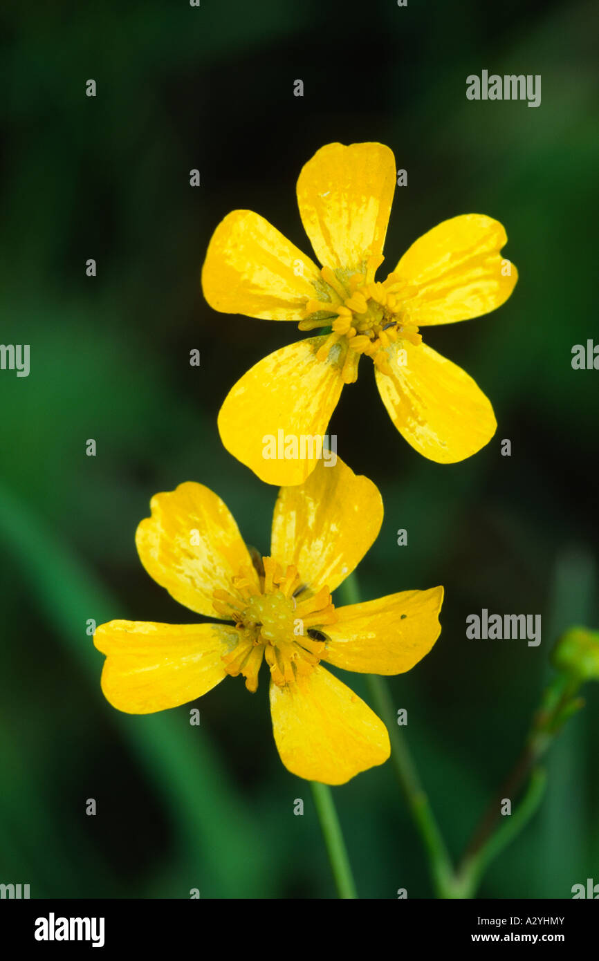 Lesser spearwort ranunculus hi-res stock photography and images - Alamy