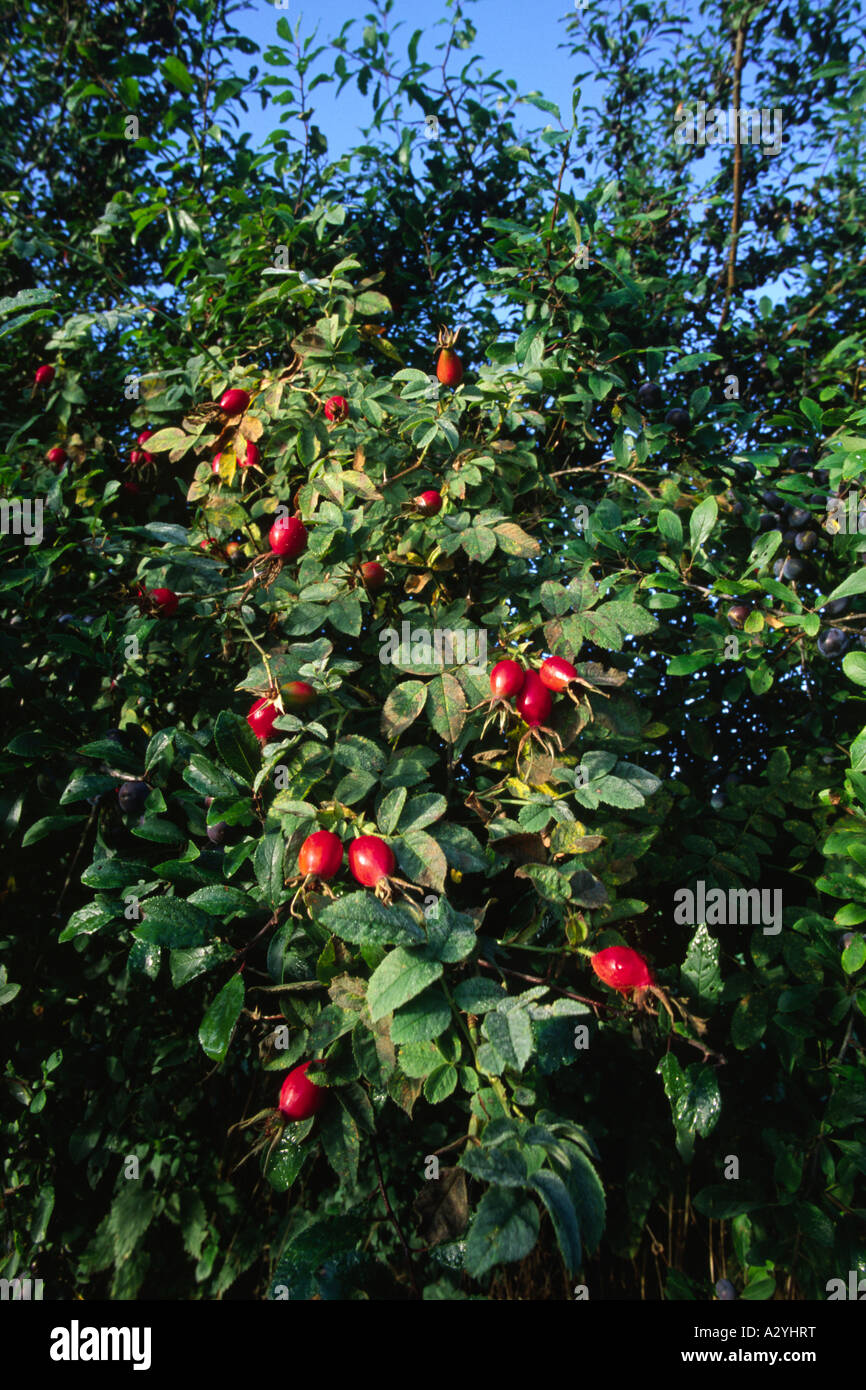 Rosehips of Sherard's Downy Rose (Rosa sherardii) growing in a hedge on ...