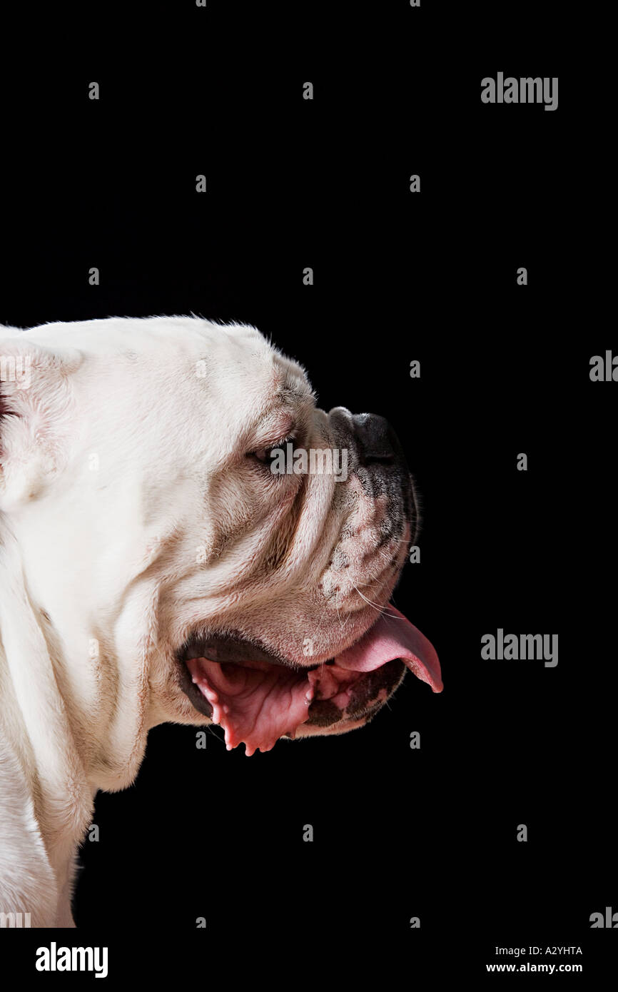 Bulldog side profile hi-res stock photography and images - Alamy