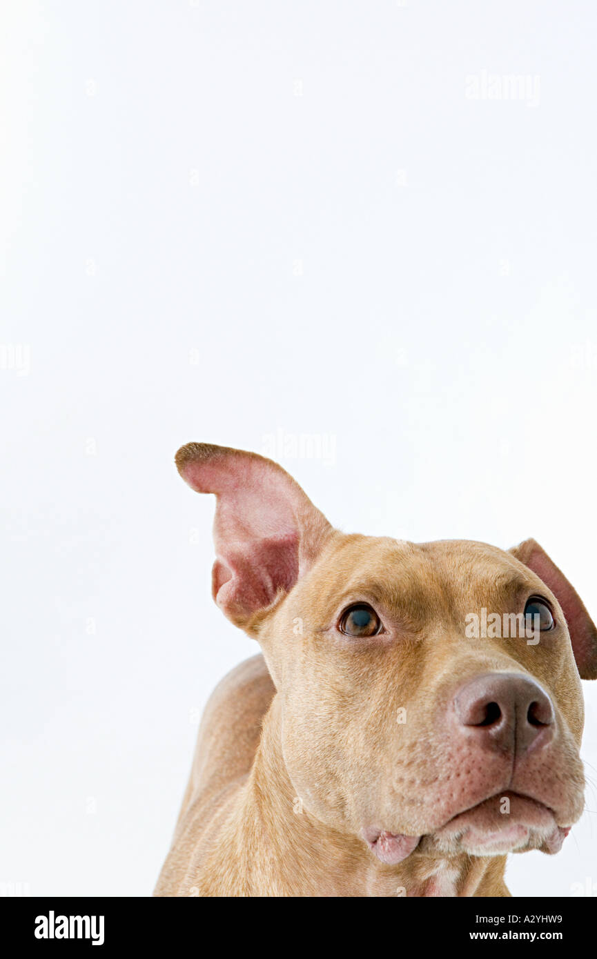 Dog ear anatomy hi-res stock photography and images - Alamy